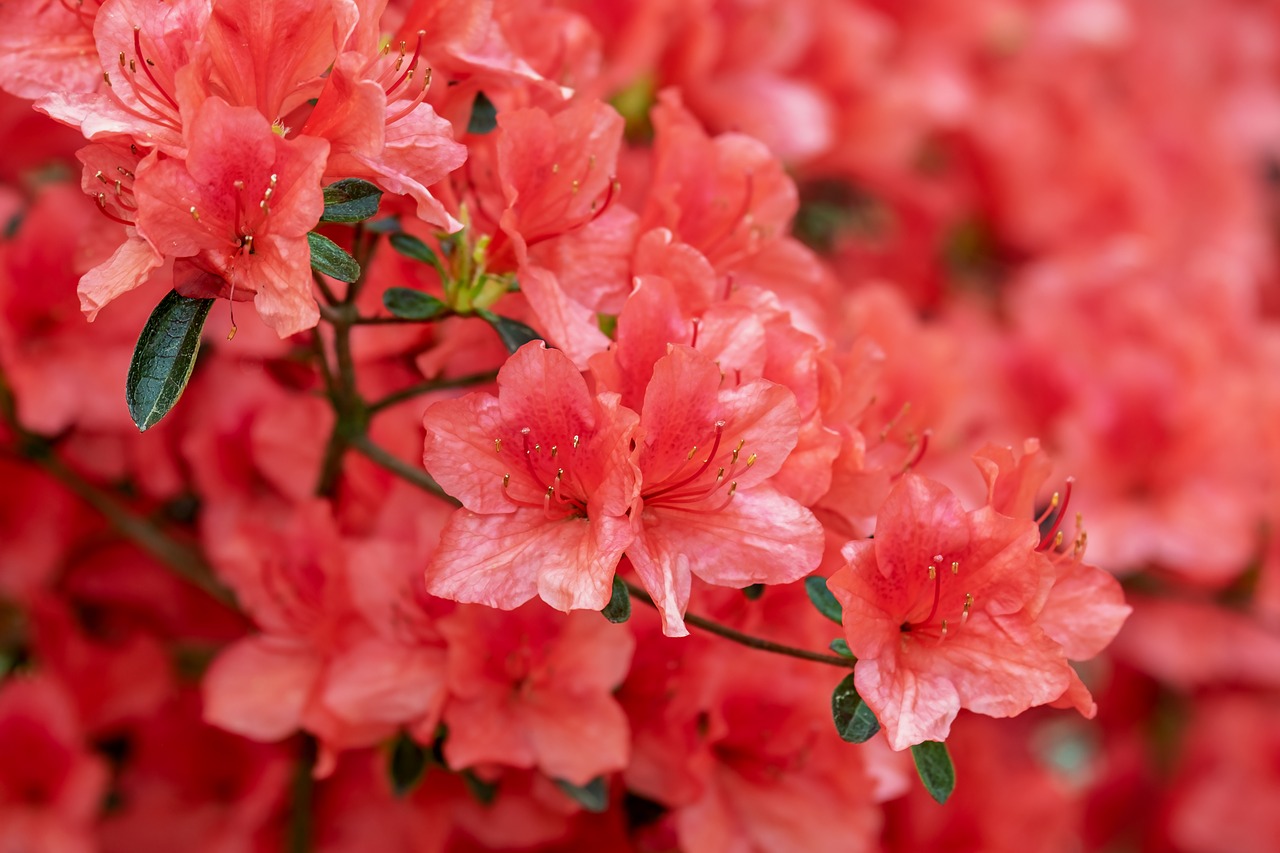 The most popular flowering shrubs