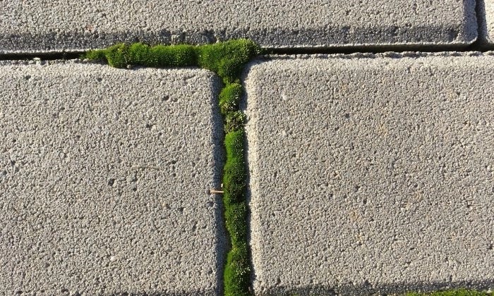 Preventing Moss In The Pavers