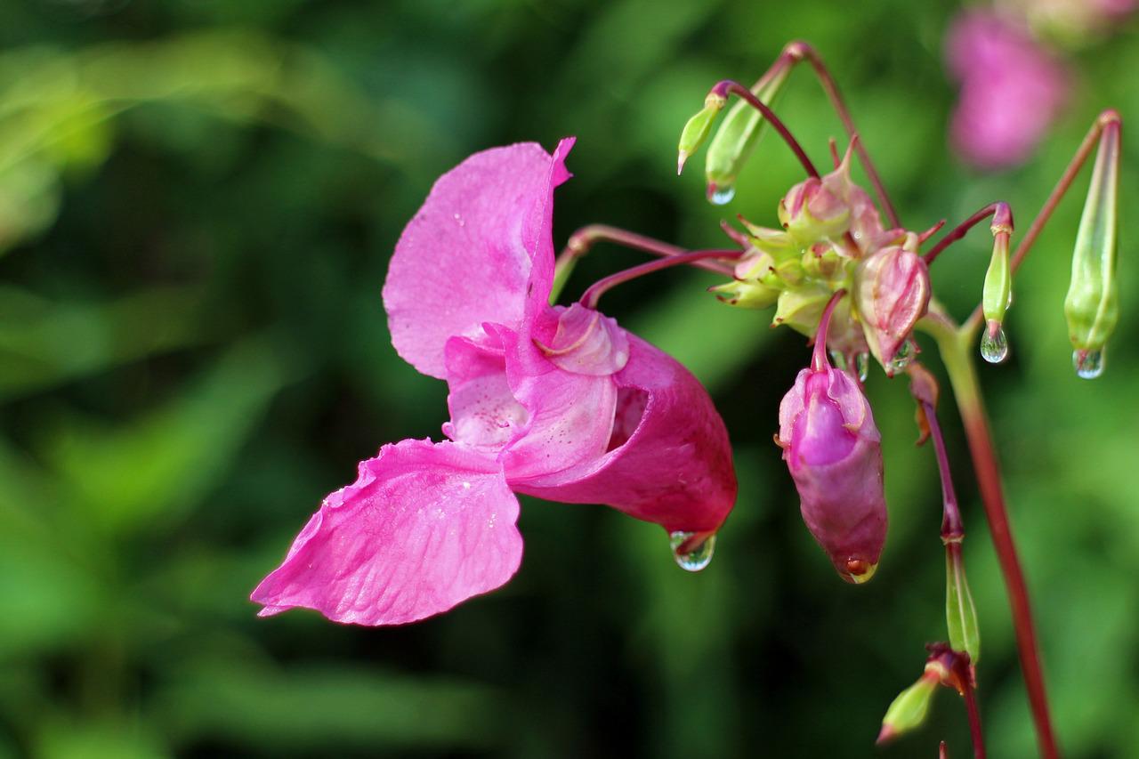 Growing balsam (Impatiens balsamina)
