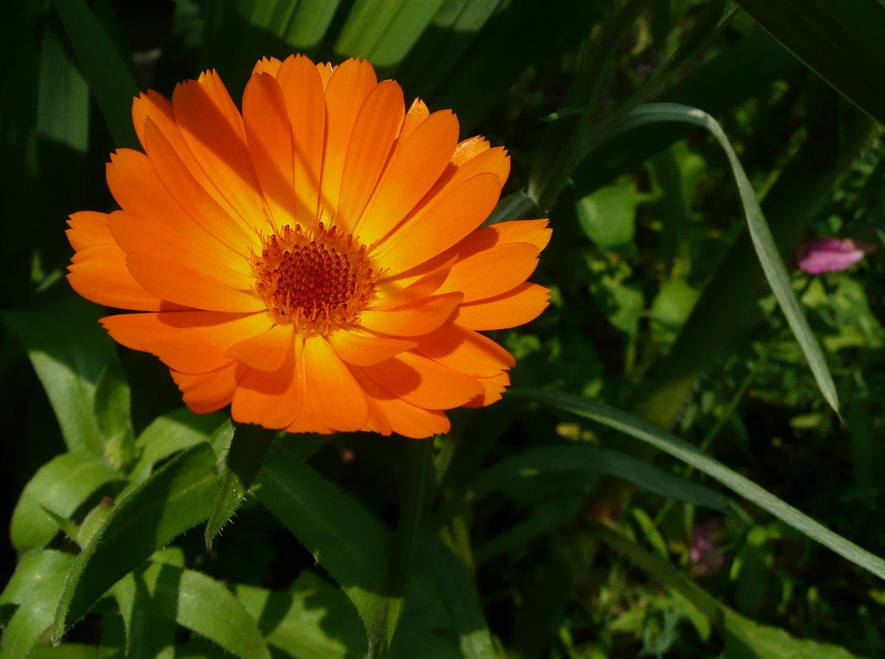 Growing marigold (Calendula officinalis)