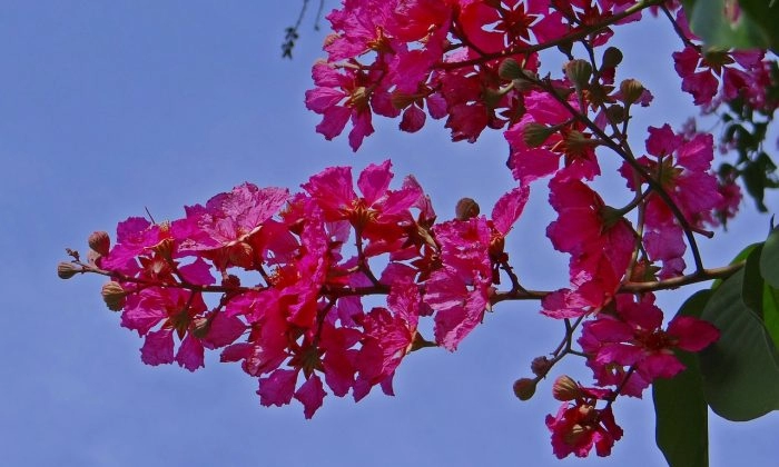 Japanese myrtle and its cultivation