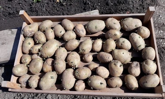 How to grow great early potatoes? The time has come