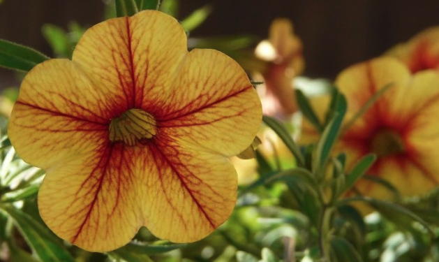 How to Grow Million Bells