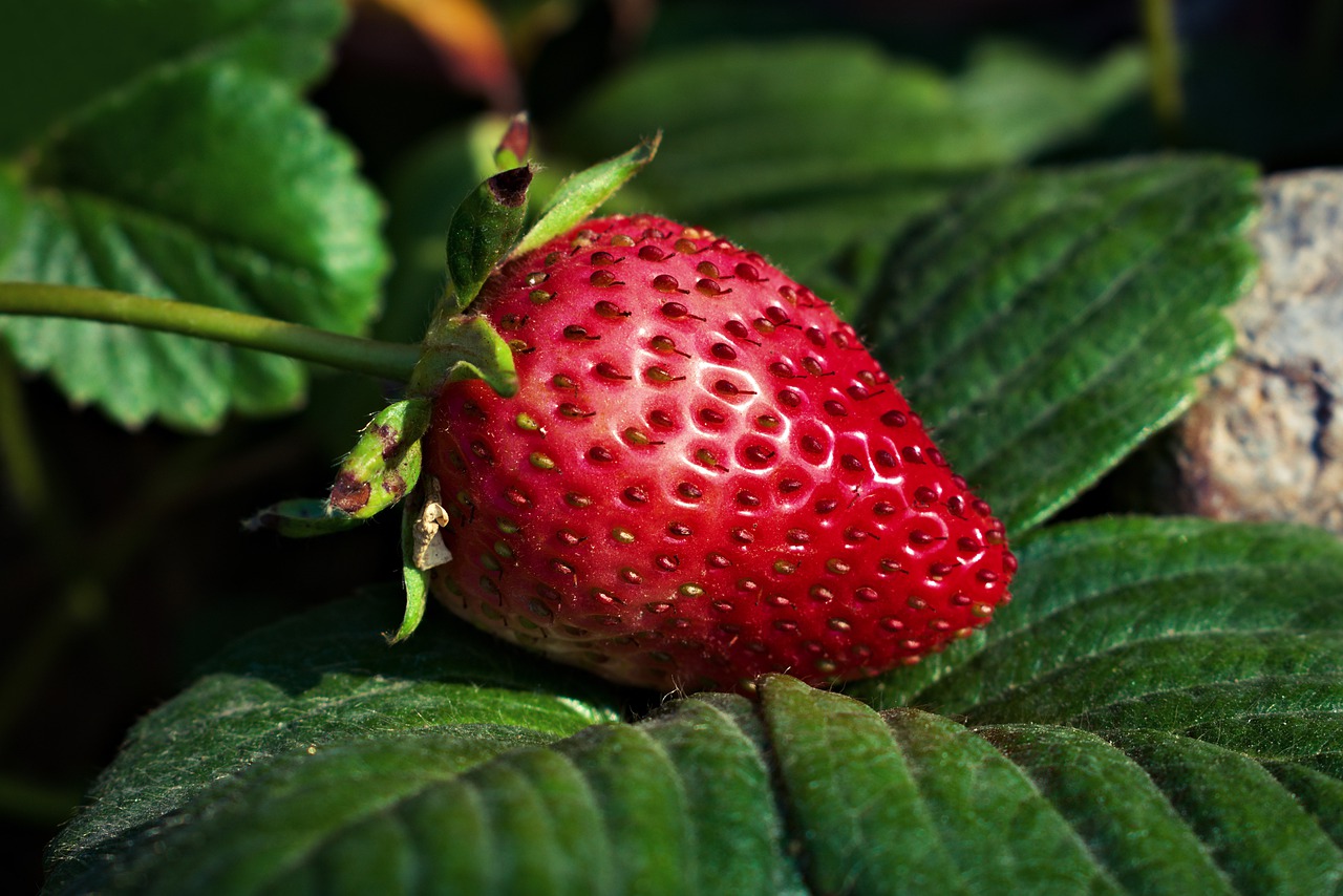Spring strawberry planting: Manual and instructional video