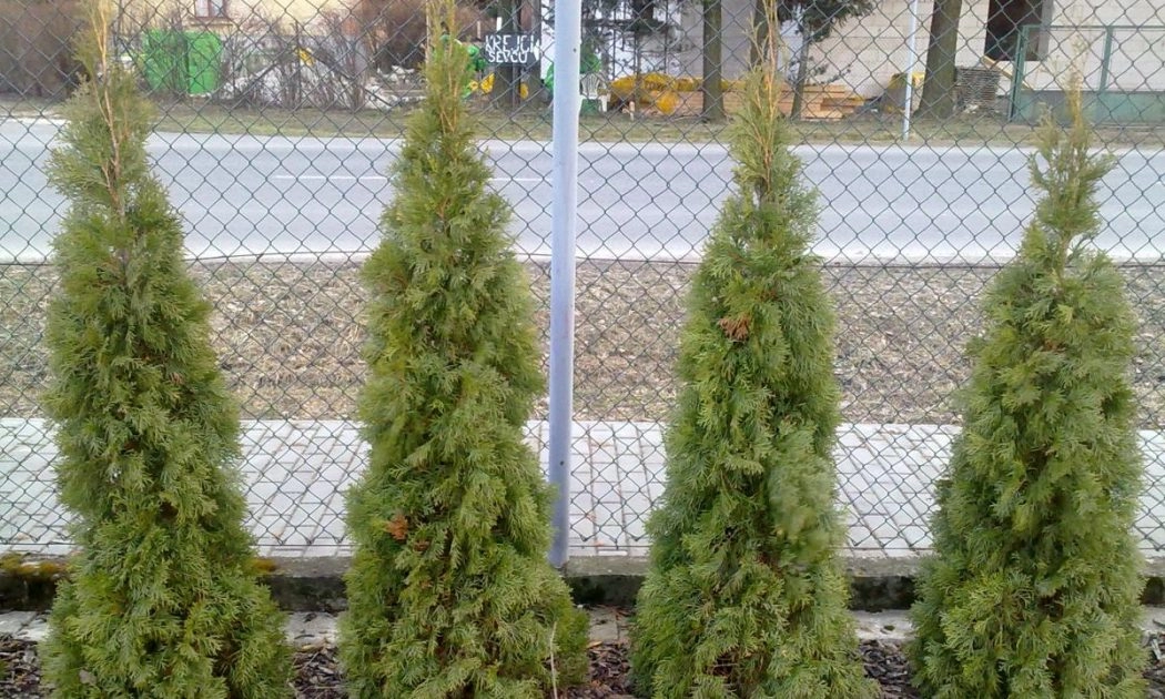 Basic difficulties you may encounter when growing thuja