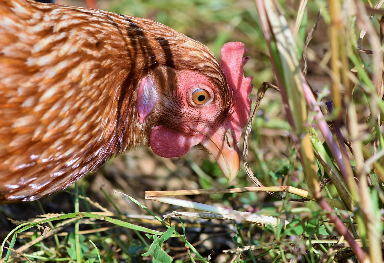 What are the most popular hen breeds