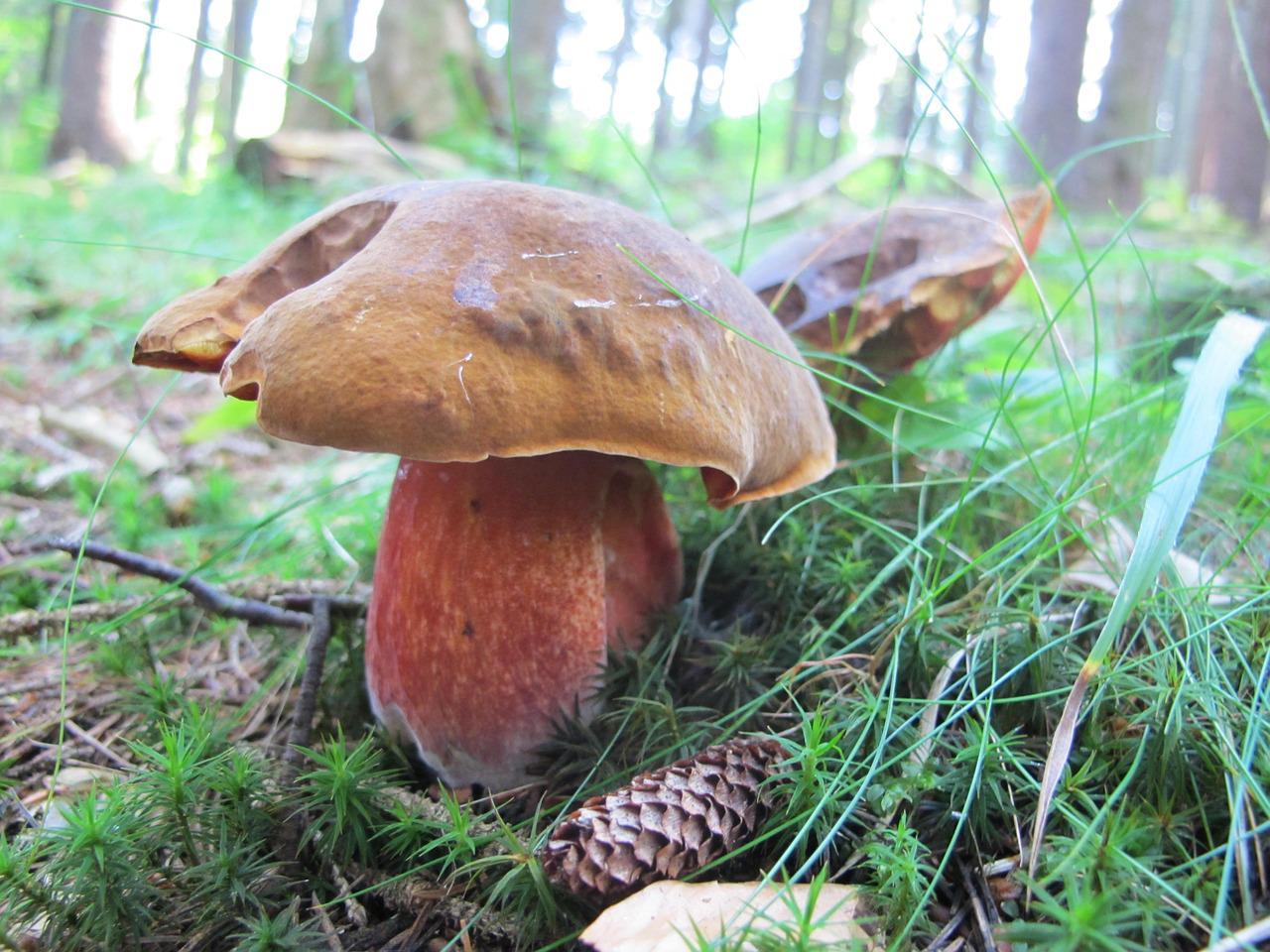 Scarletina bolete: The blue king with red tubes