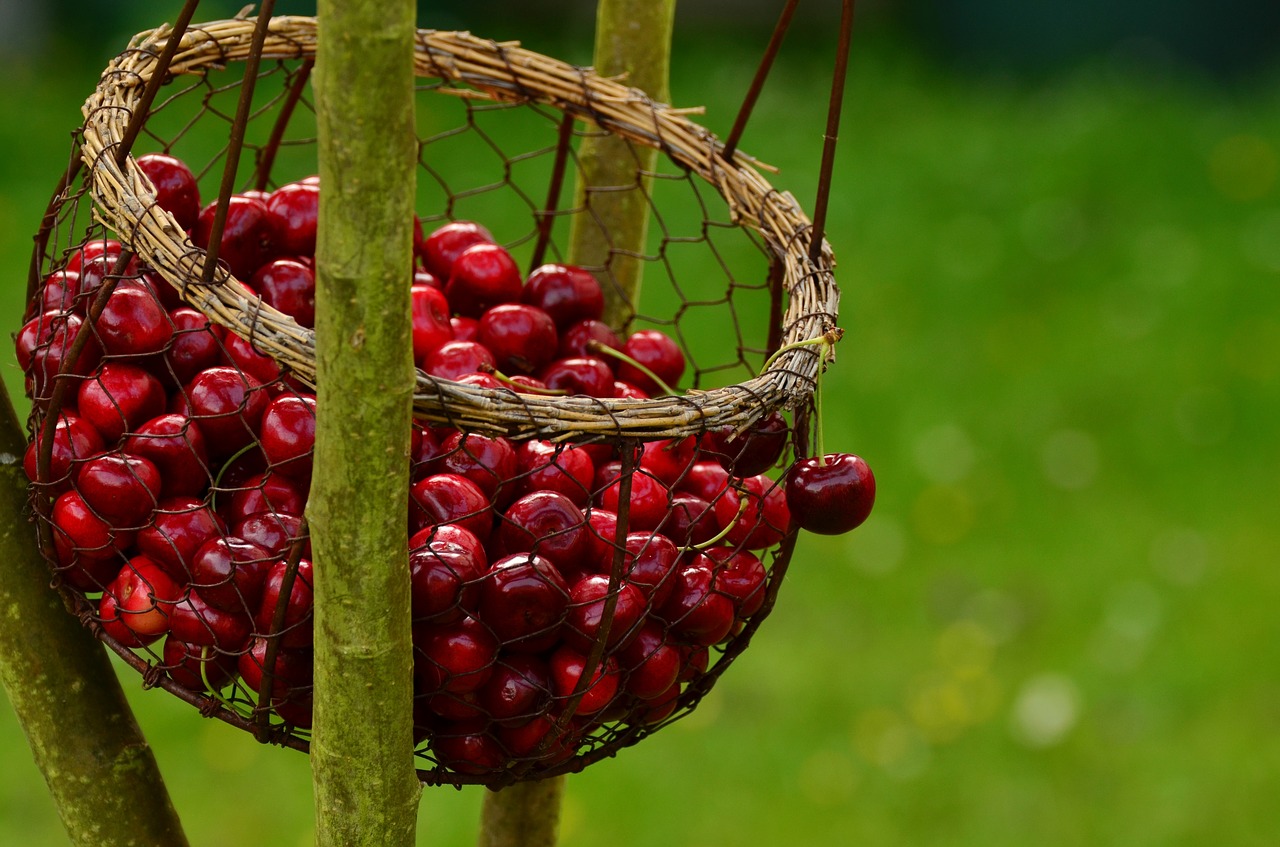 You can reduce the number of worms in cherries