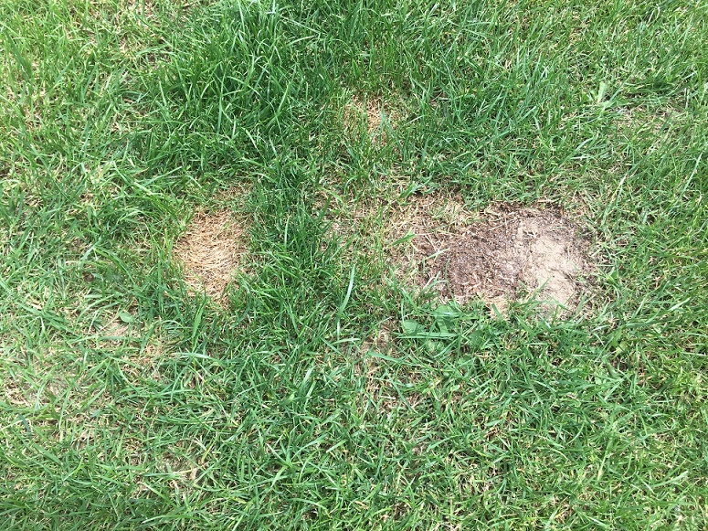 The main causes of dead spots in your lawn | Funny Gardening
