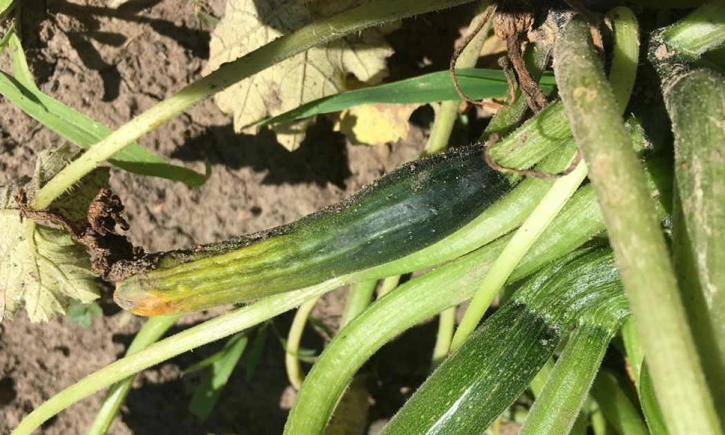 The main causes of zucchini rotting and how to avoid it