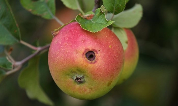 An apple with worms is better than chemically treated apple