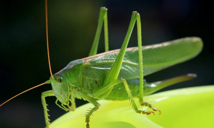 The Great green grasshopper: A well-known helper
