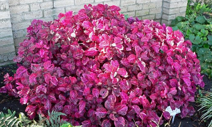 Have you heard about bloodleaf? No? Well. No problem.