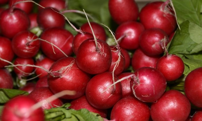 Time for radish sowing in autumn: Easy to grow