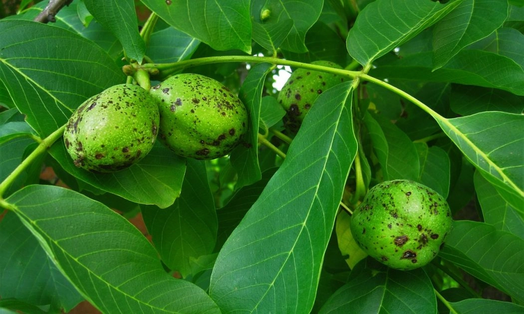 Walnut black spot and how to protect tree