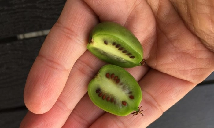 Mini kiwis are worth planting: They taste great