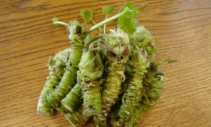 Growing wasabi: Spicy, healthy from your garden
