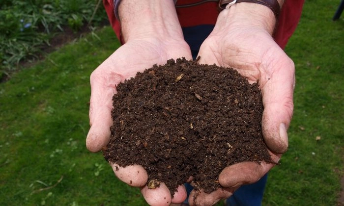 Compost versus manure. Which one is better?