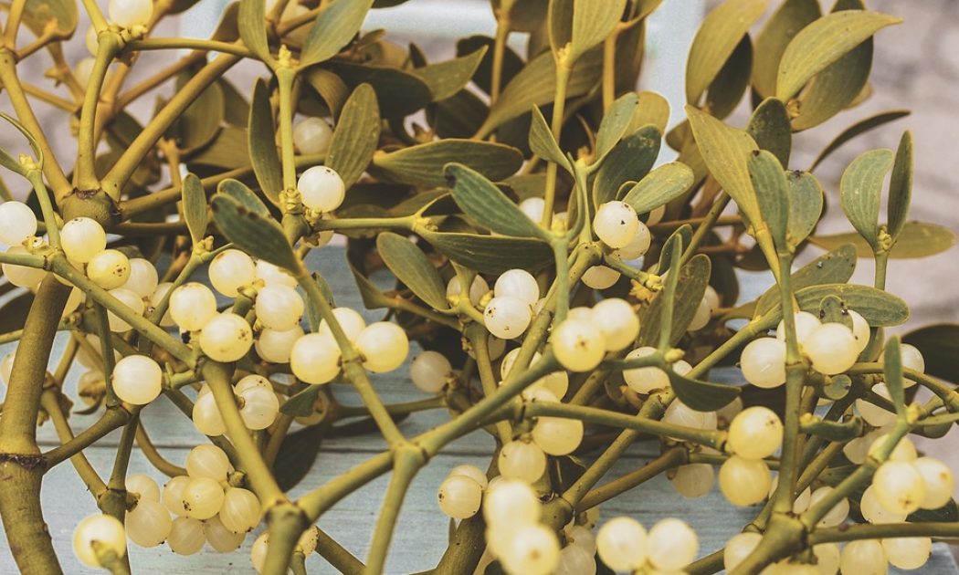 Mistletoe and myths, that you don't know
