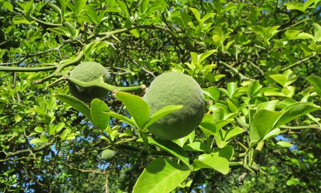 Do you love citrus trees? Well, this handsome tree can even handle the cold