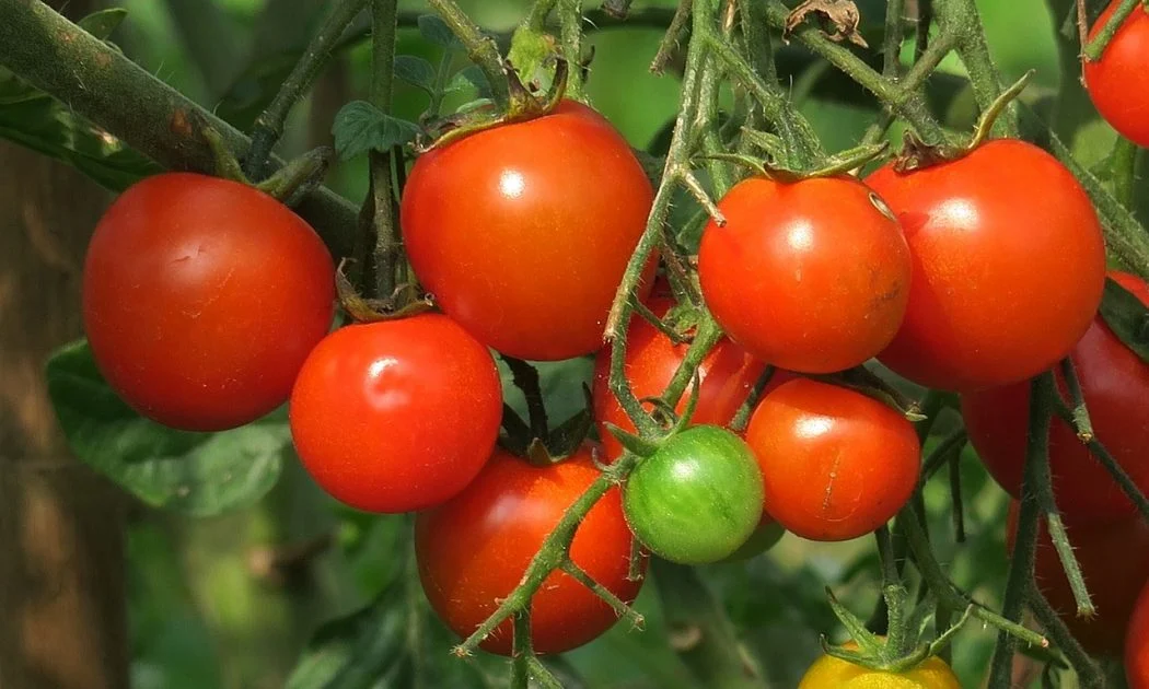 Tomato varieties that do not need chemical spray