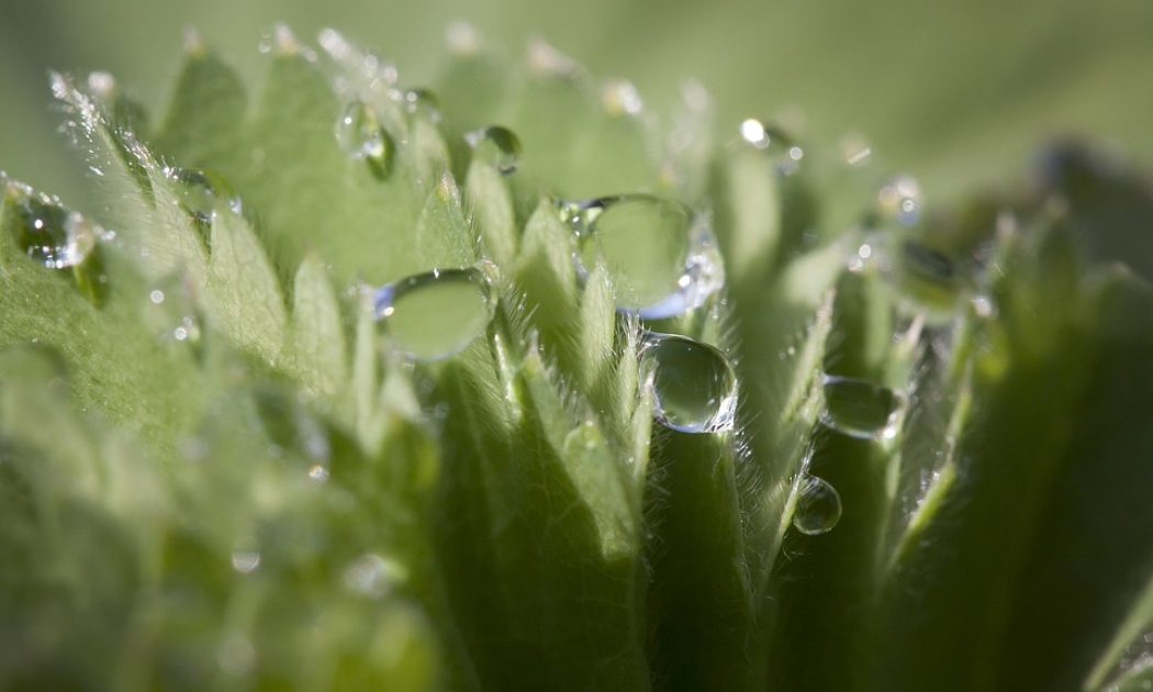 Guttation – plant‘s tears