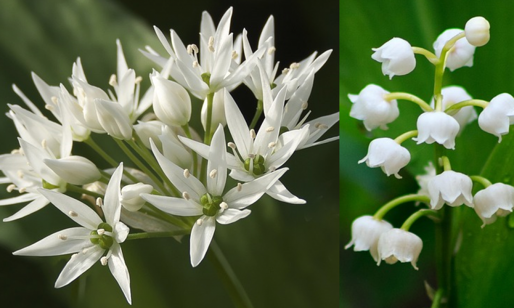 The wild garlic season is here