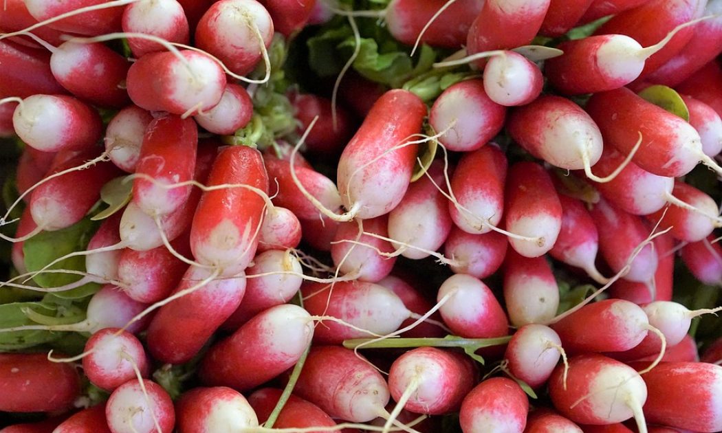 Exotic radishes in your garden, some are great