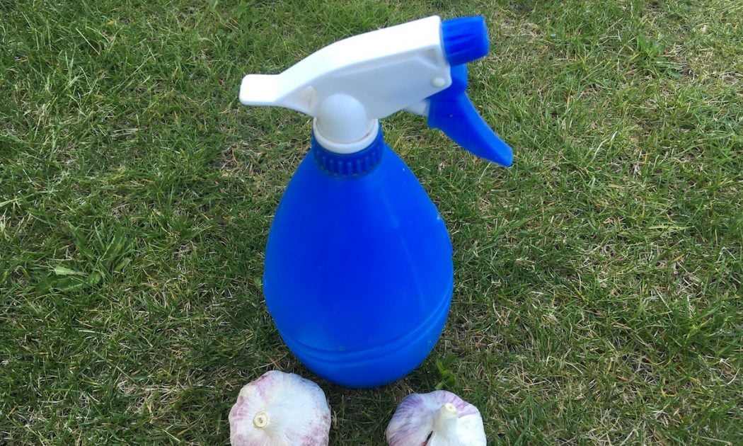 Garlic spray to boost plant immunity