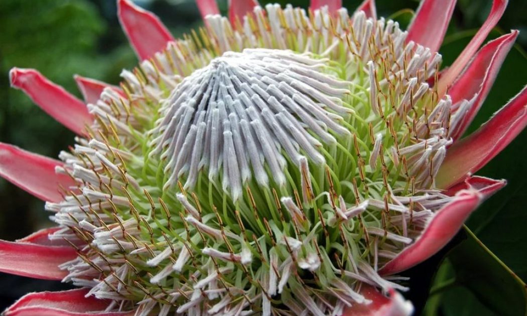 King protea – a plant with huge flowers