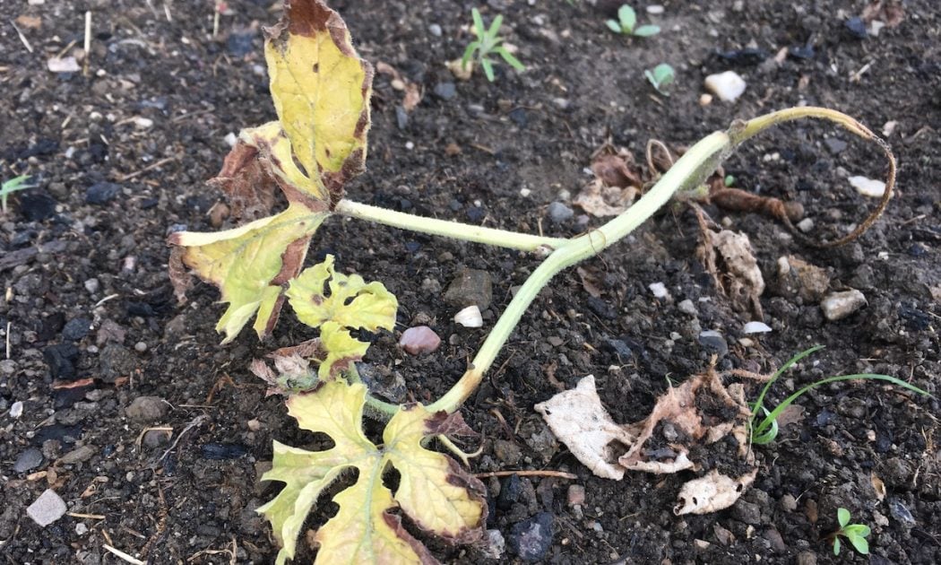 The most common watermelon diseases