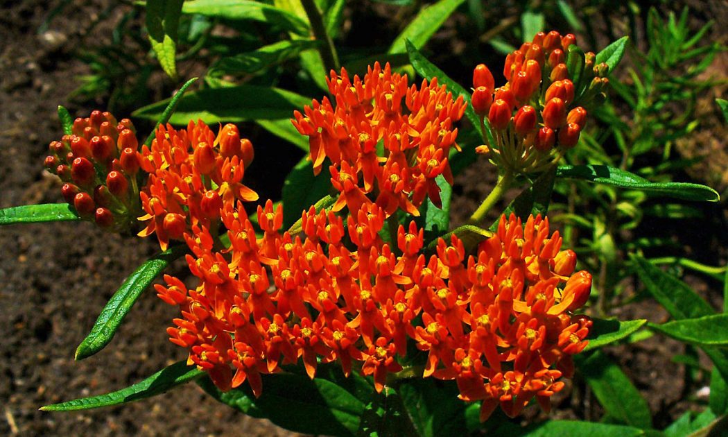 Butterfly weed (Asclepias tuberosa), will brighten your garden with ...