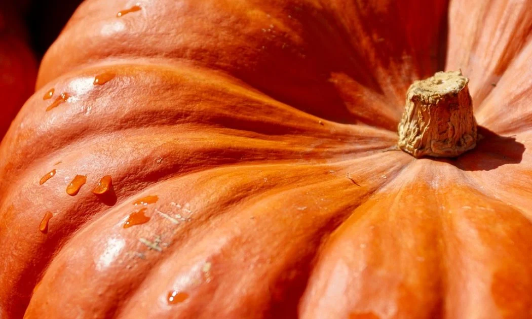 How can you tell that a pumpkin is ripe? Tips and tricks