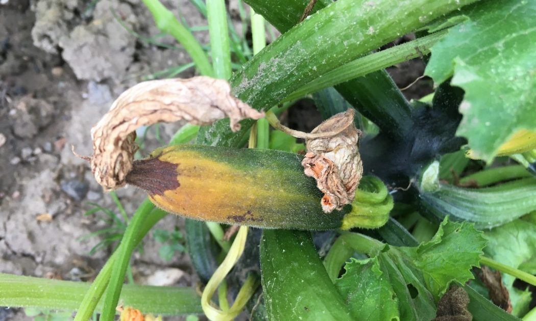 Zucchini mould. A natural thing?