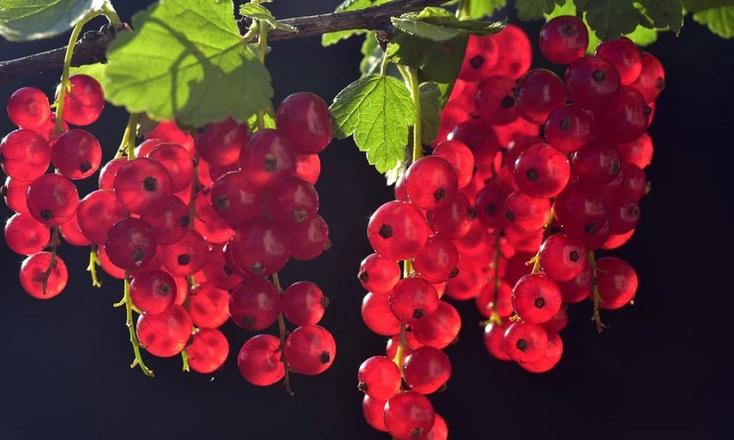 How to make currant cuttings for propagation