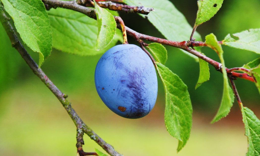 How can you tell that prunes are ripe and when to harvest