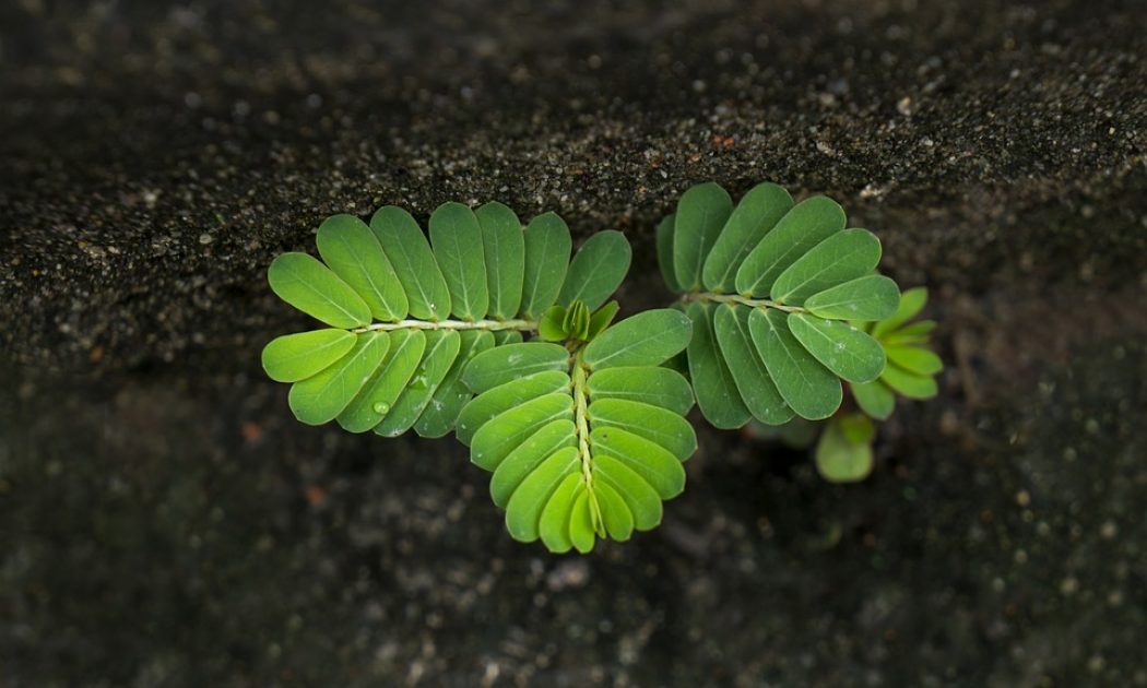Tamarind in a flower pot will let you get away with almost anything