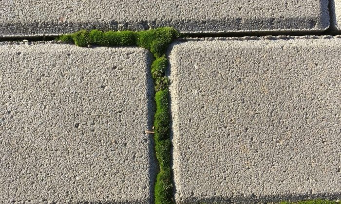 Moss On Concrete
