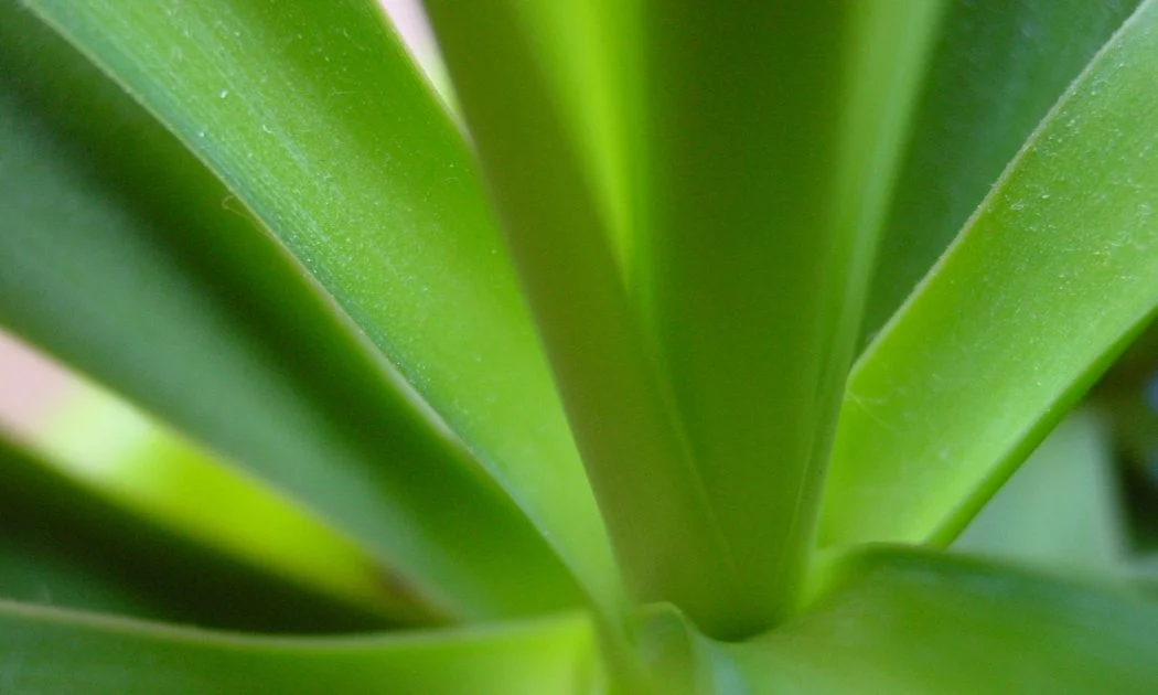 The most common yucca growing problems