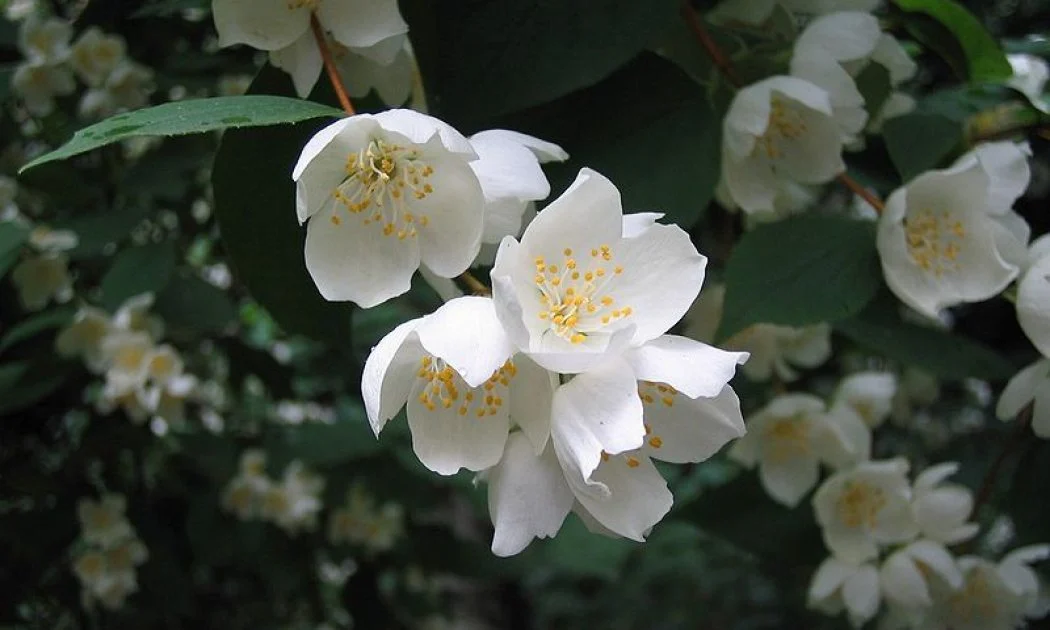 Sweet mock orange – almost like a real jasmine