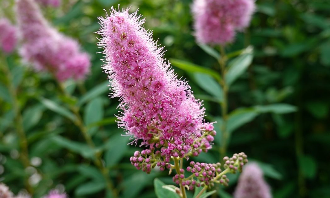 Accommodating and useful deciduous shrub