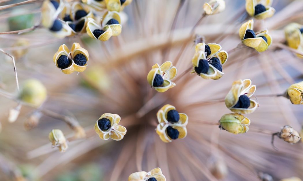 Grow black cumin at home