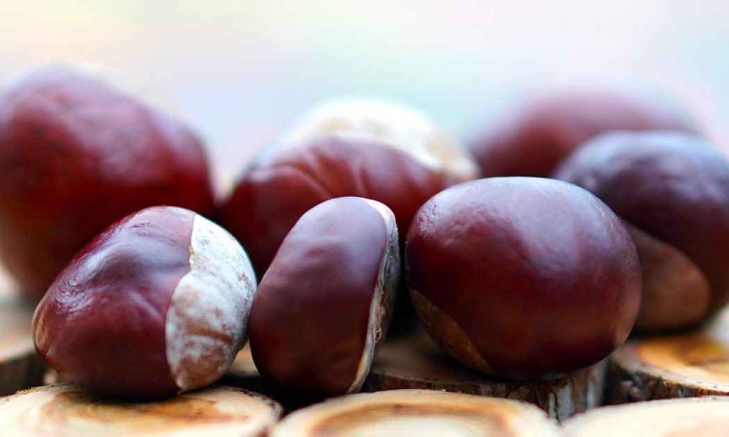 Grow edible chestnuts in your garden