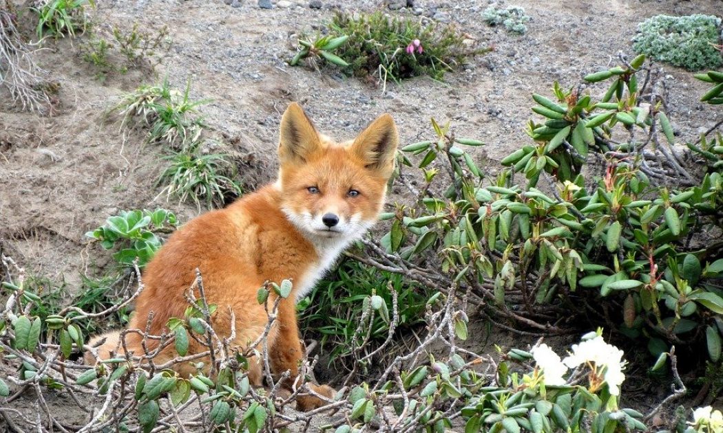 Fox trap - how to set it properly