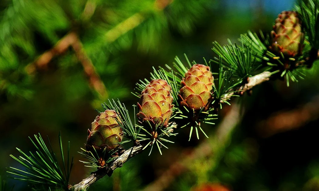 Deciduous larch and “unknown” facts about coniferous trees
