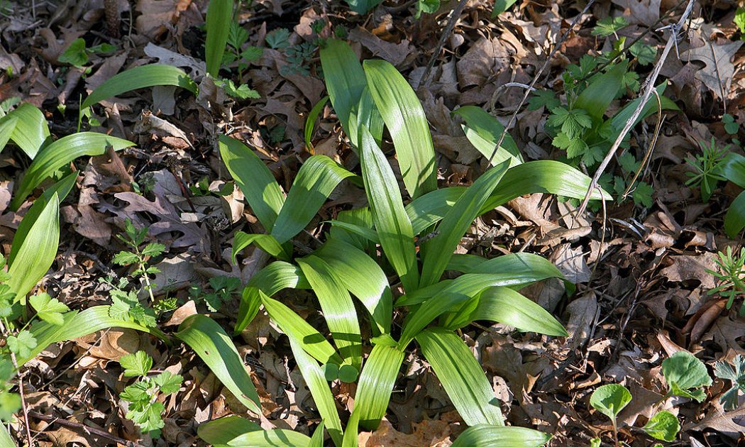 Sand leek – a forgotten plant that is coming back
