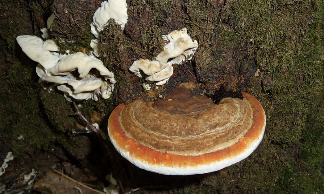 Red-belted conk and its effects on our health