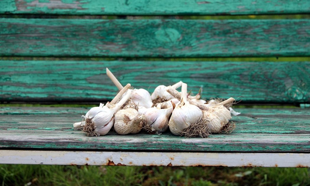 Spring dangers that can destroy your garlic