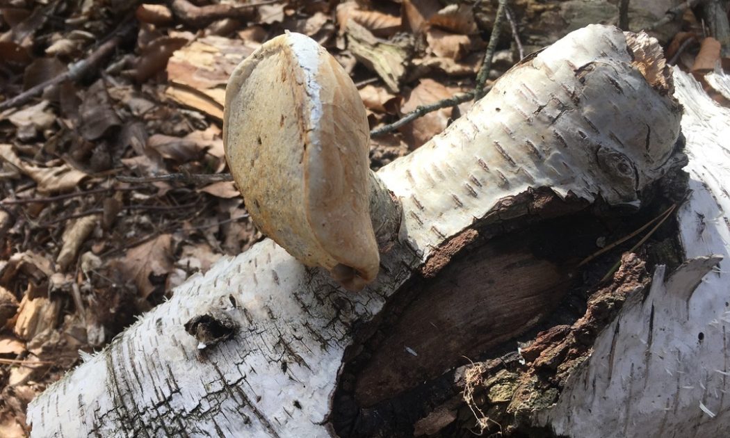 Birch polypore a fungus with interesting history