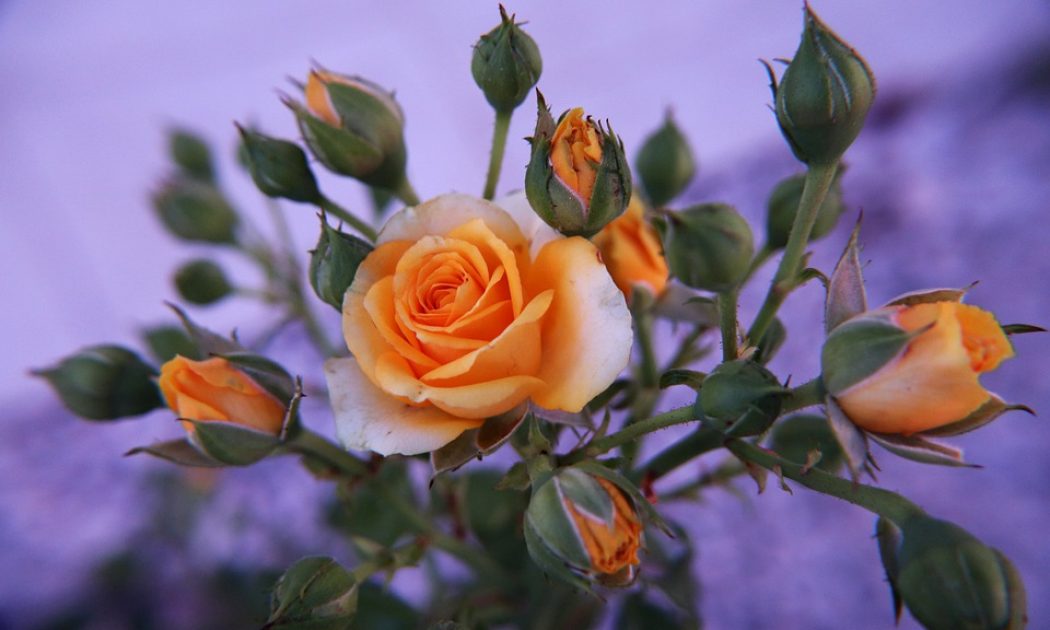 Potted miniature rose. Growing tips